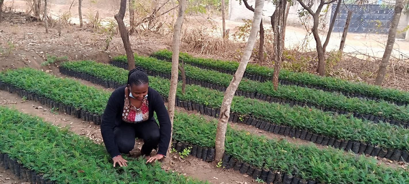 PaTree Initiative – A youth led community based organization