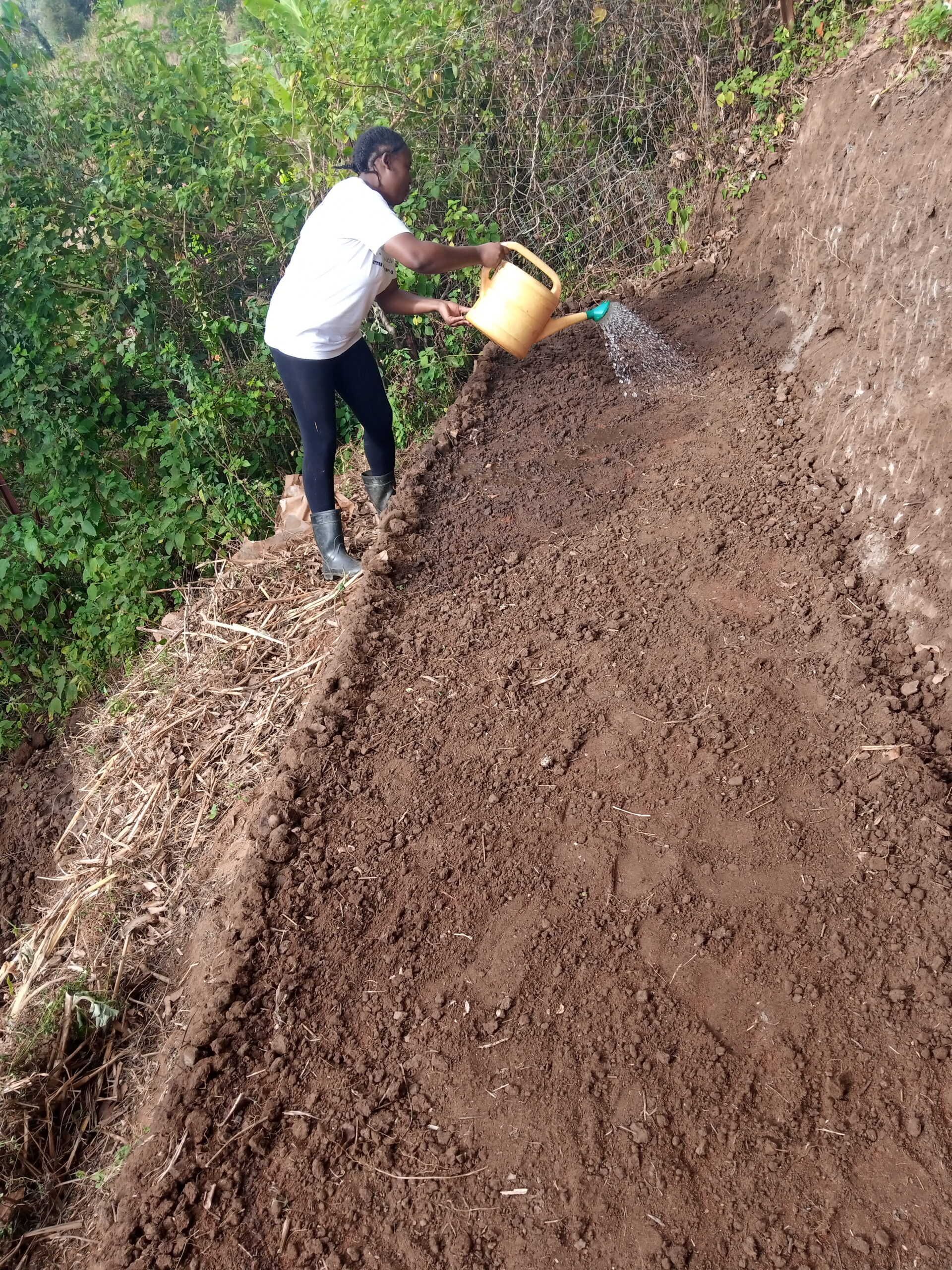 PaTree Initiative – A youth led community based organization